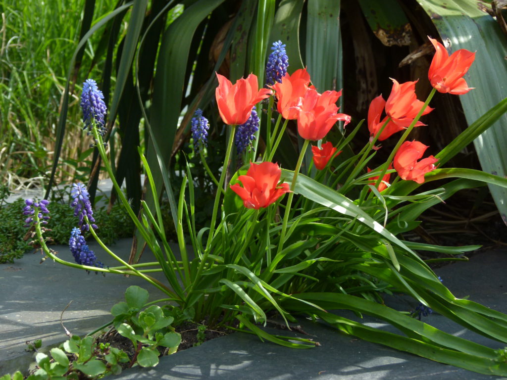 Welke bollen kan ik planten? HPG Hoveniers geeft advies.